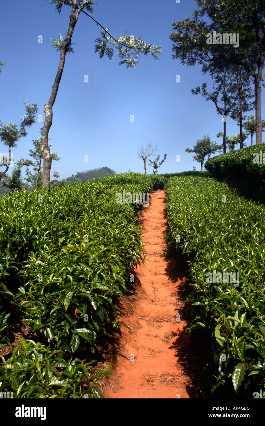 The Path between the tea plantations Stock Photo - Alamy