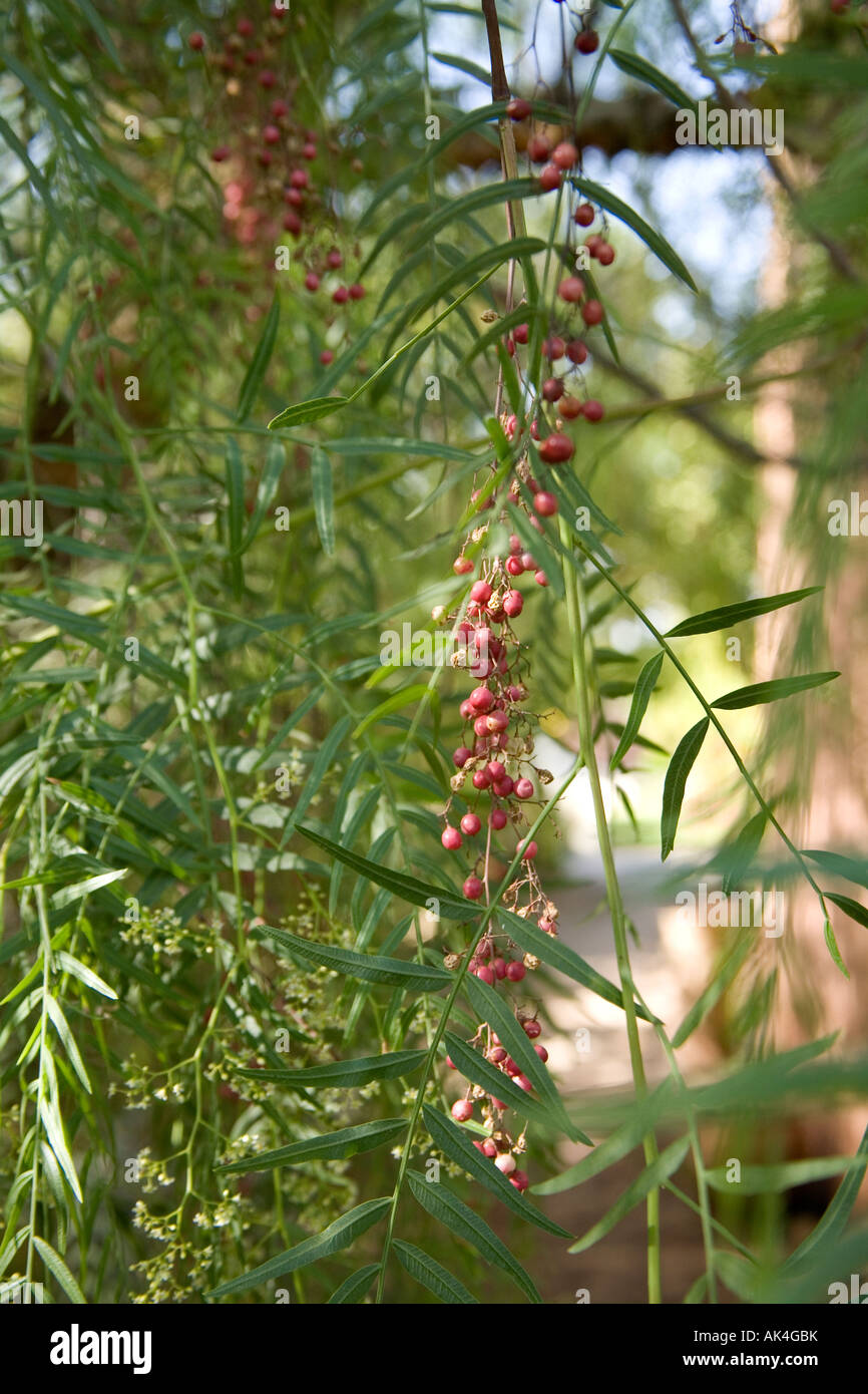Pepper tree hi-res stock photography and images - Alamy