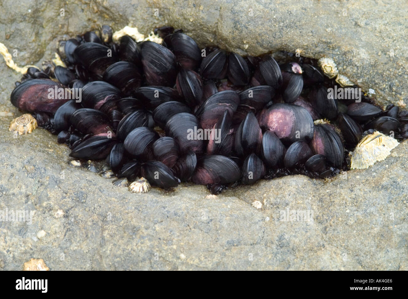 shells on Tessellated Pavement near Eaglehawk s NeckTasmania Australia ...