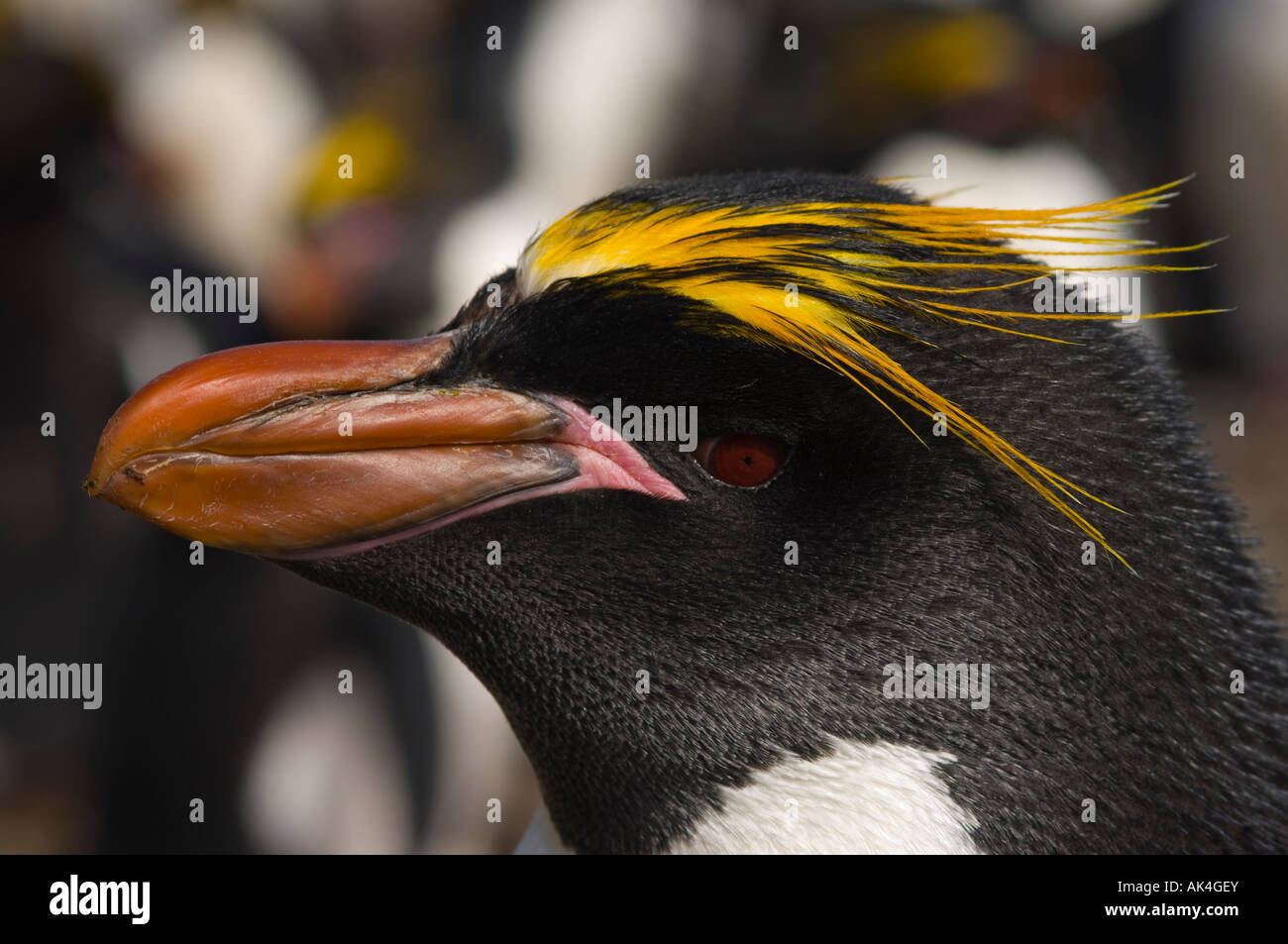 Macaroni Penguin (Eudyptes chrysolophus) at Little Mac Colony, Bird ...