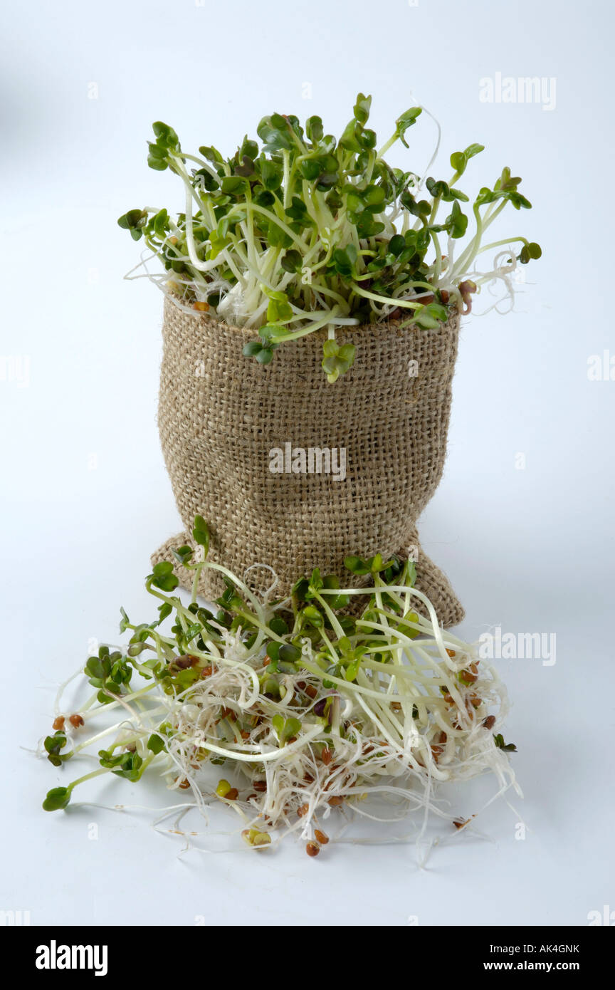 Japanese Daikon Radish Stock Photo - Alamy