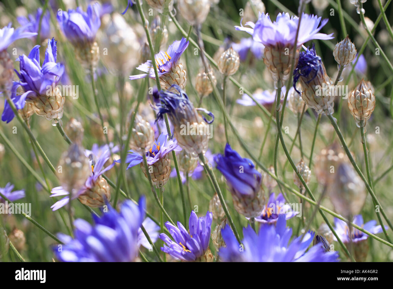 Blue flower heads hi-res stock photography and images - Alamy