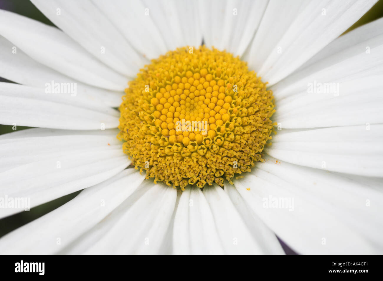 COMMON DAISY, "ox-eye" "Leucanthemum vulgare" white petals and yellow ...