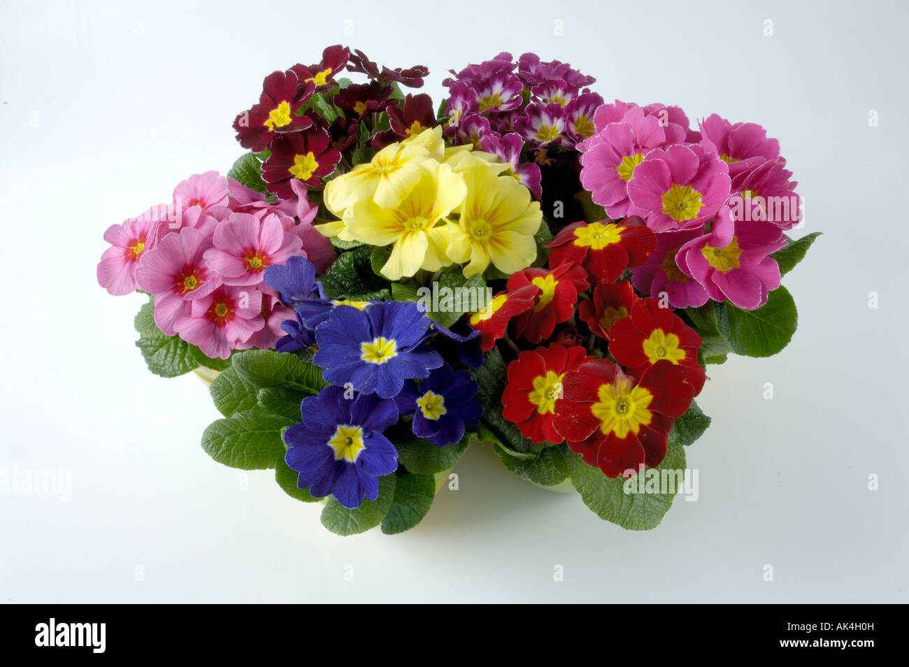 Primrose primula vulgaris cut out hi-res stock photography and images ...