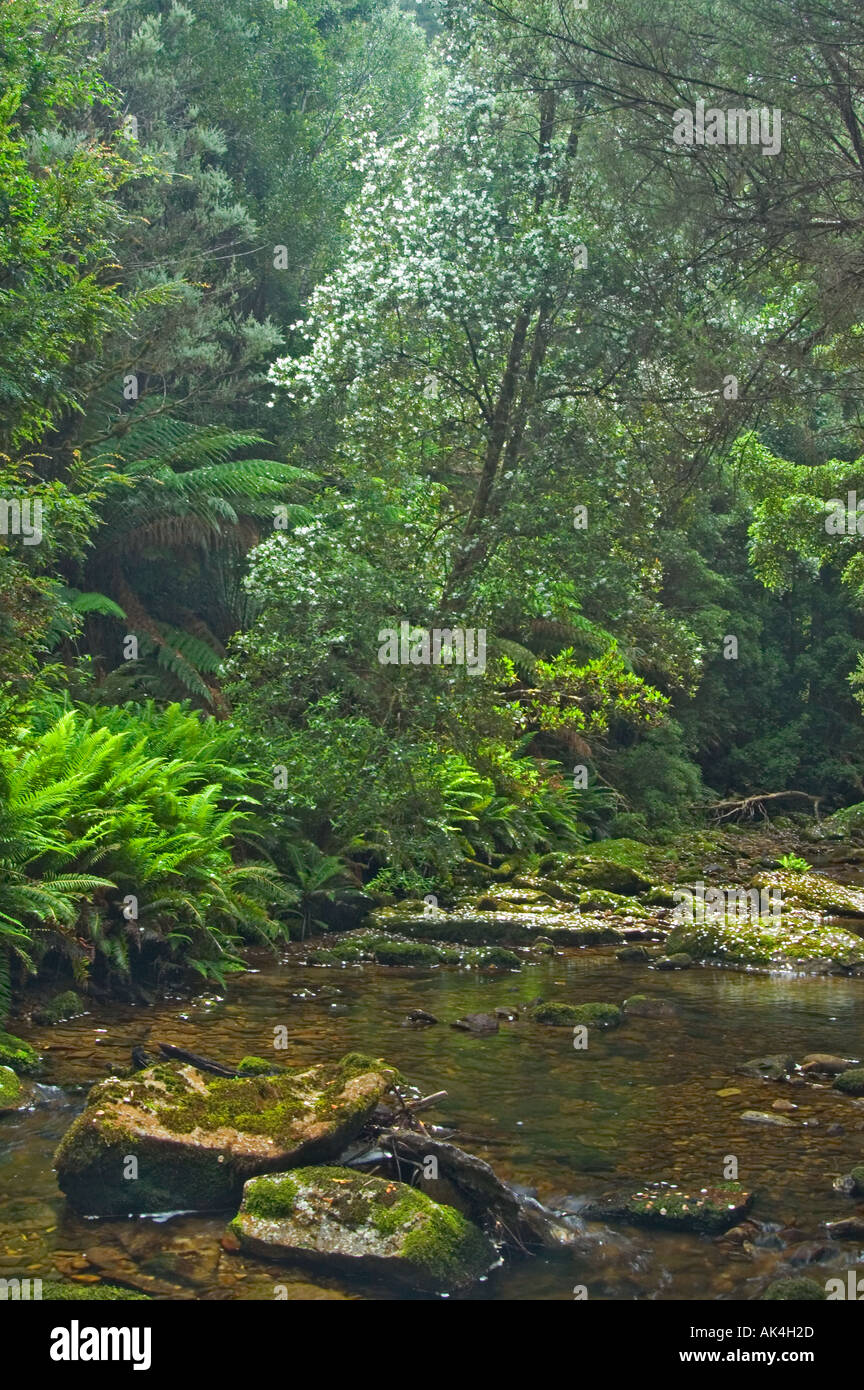 rainforest at tributuary river to Franklin River in Franklin Gordon ...