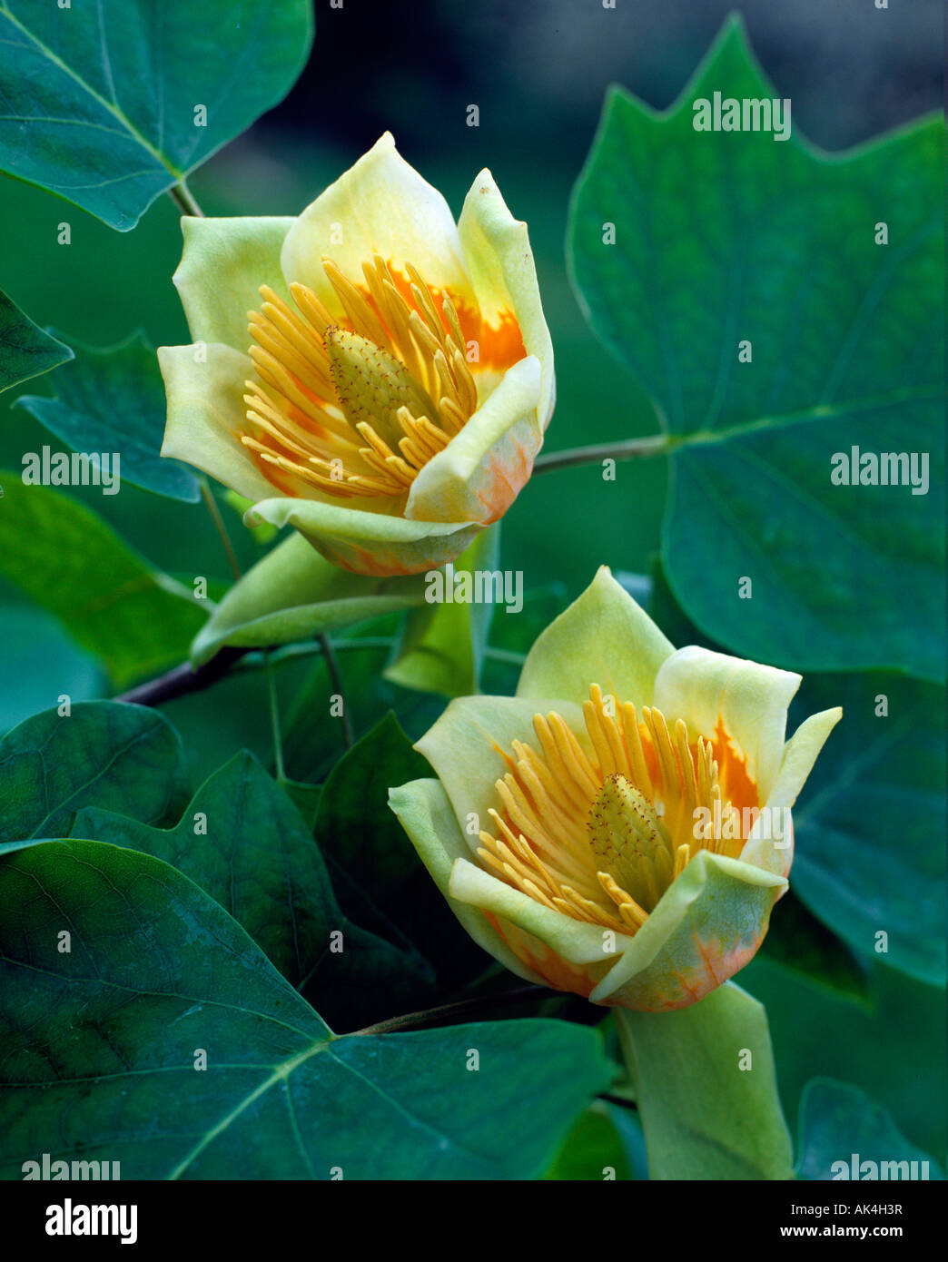 Upright tulip tree hi-res stock photography and images - Alamy