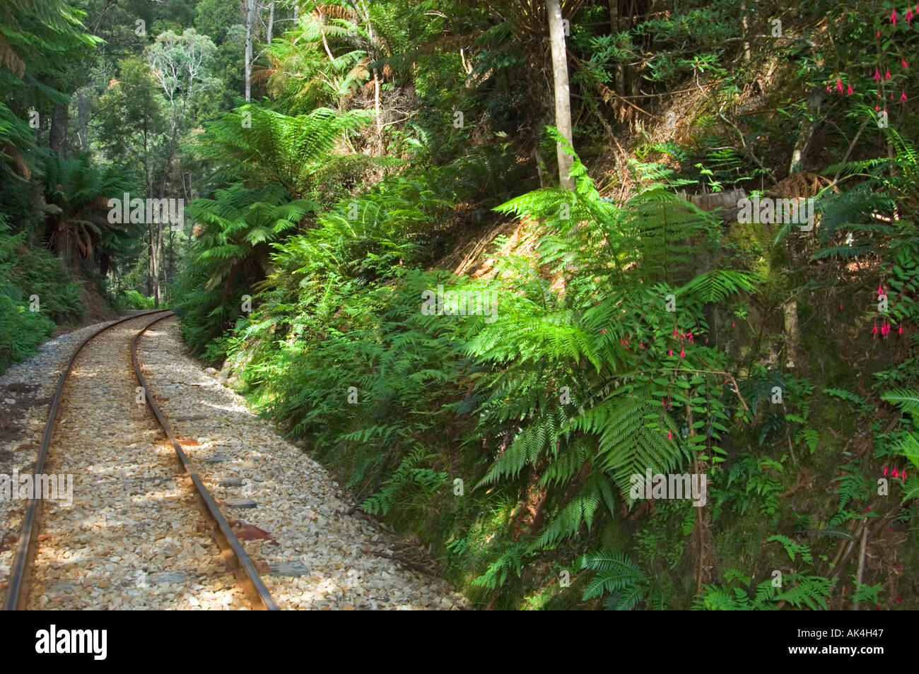 rail leading through rainforest seen on ride on Abt railway from ...