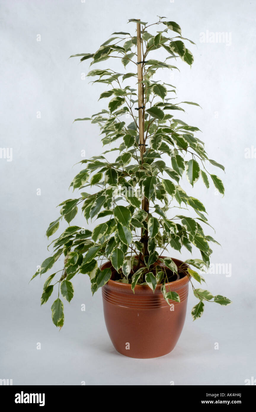 Weeping Fig, Benjamin's Fig Stock Photo - Alamy