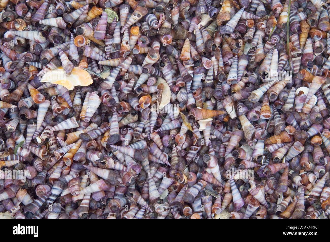 shells on beach Freycinet Nationalpark Tasmania Australia Stock Photo ...