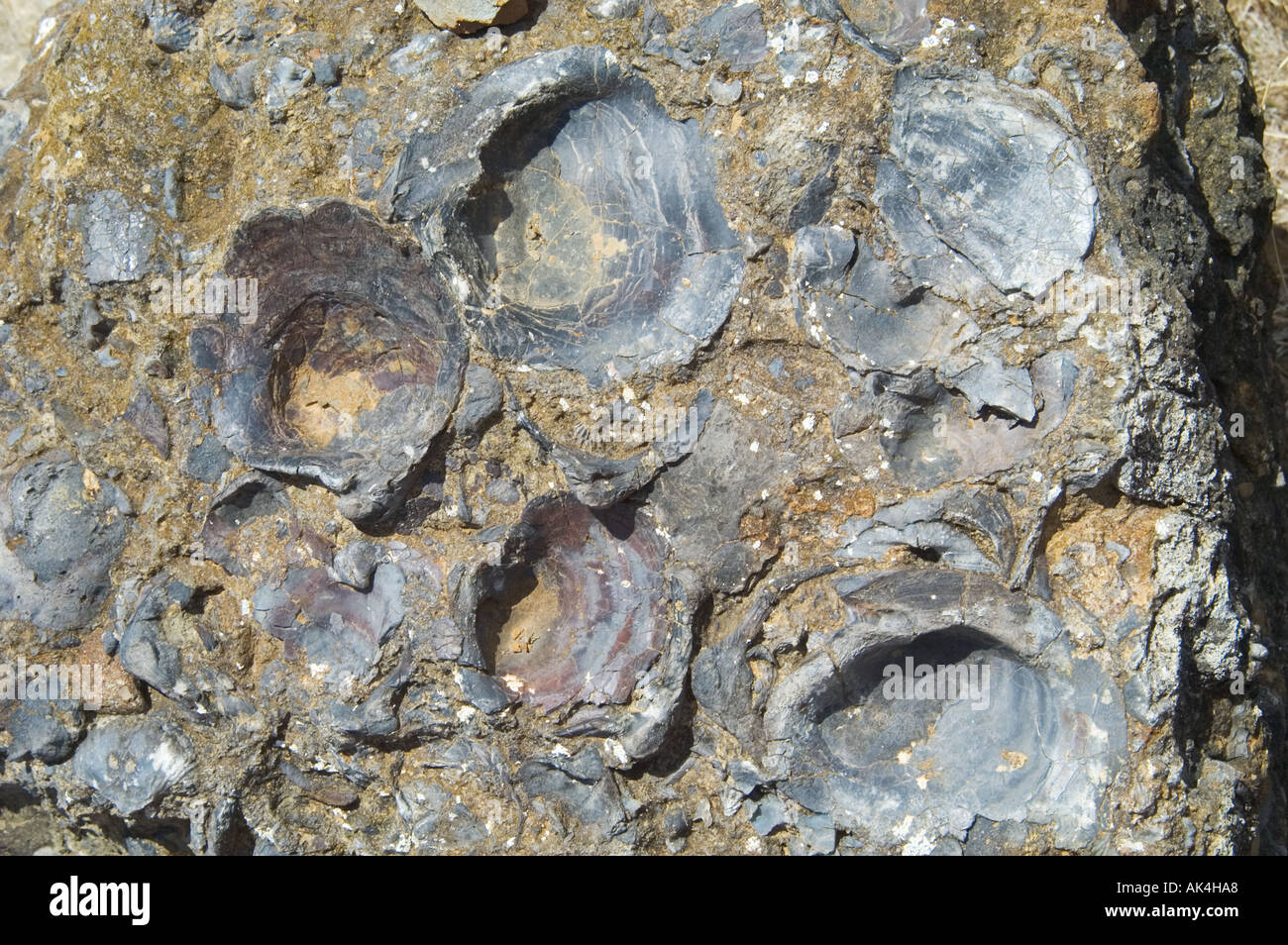 petrified shells in fossil cliffs in Maria Island Nationalpark Tasmania ...