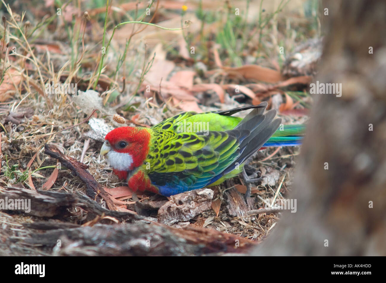 Eastern Rosella Platycercus eximius Tasmania Australia Stock Photo - Alamy