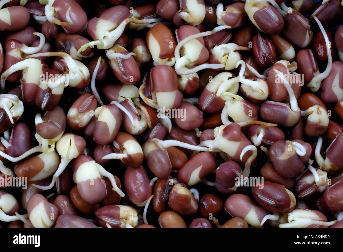 Adzuki bean sprouts hi-res stock photography and images - Alamy