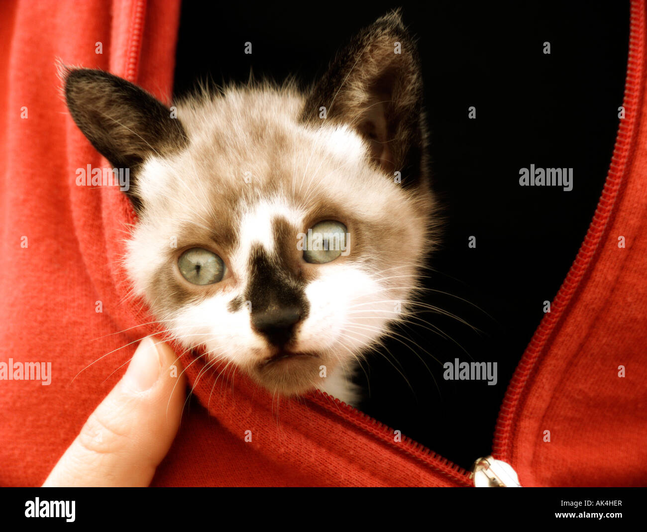 Kitten hide in a red jacket Stock Photo - Alamy