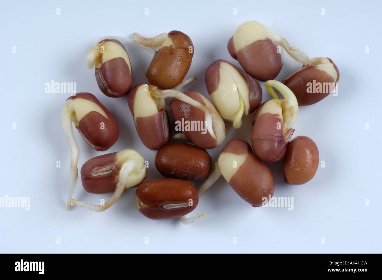 Adzuki bean sprouts phaseolus angularis hi-res stock photography and ...