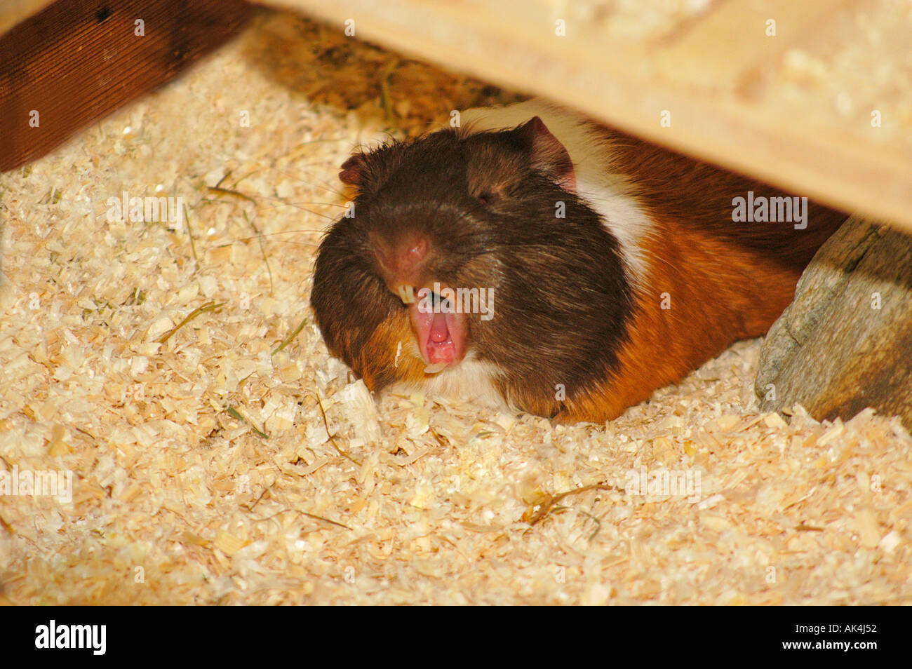 A Guinea Pig Cavia porcellus s yawning Stock Photo - Alamy