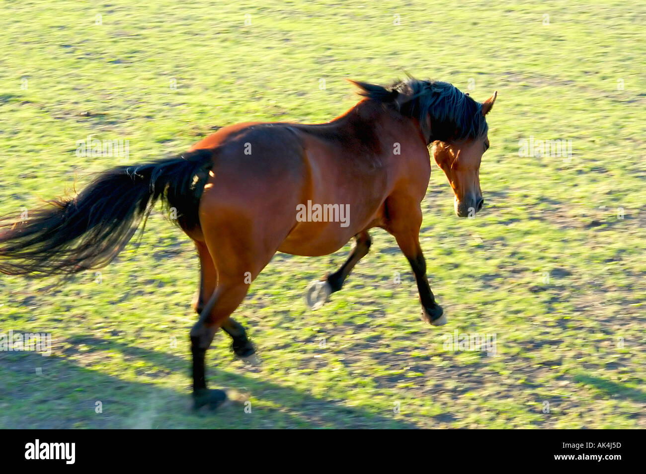 A galloping horse hi-res stock photography and images - Alamy