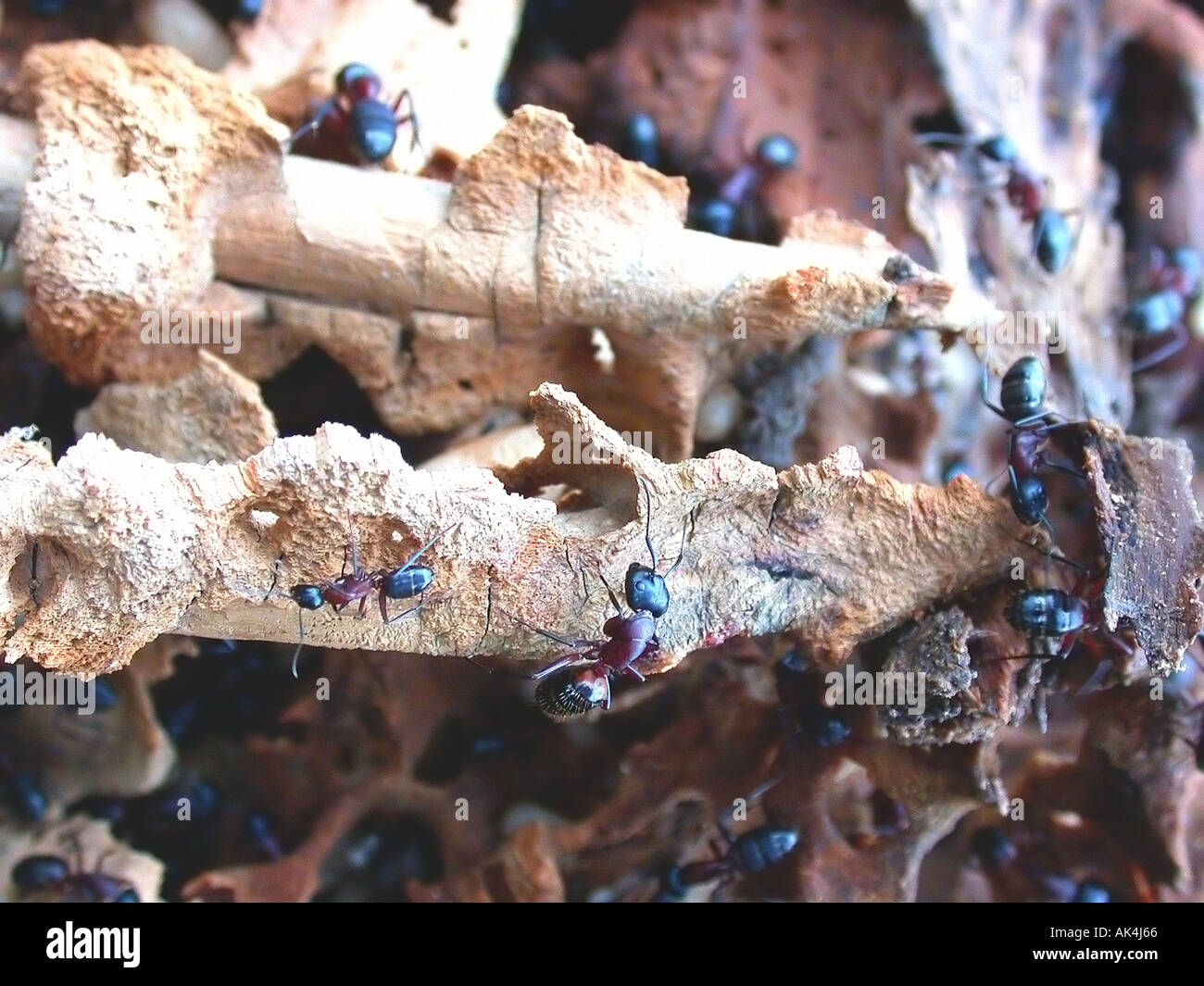Ants Formica in their colony Stock Photo - Alamy