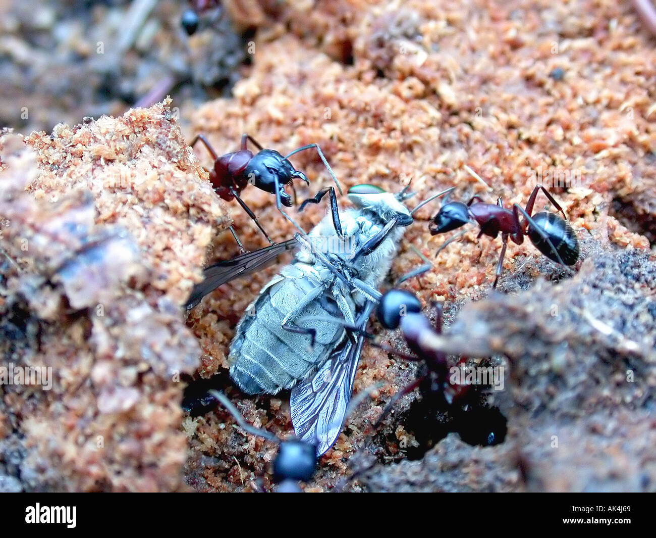 Ants Formica eating a horsefly Stock Photo - Alamy