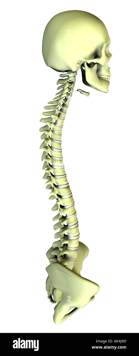 Structure human skull spinal column Cut Out Stock Images & Pictures - Alamy