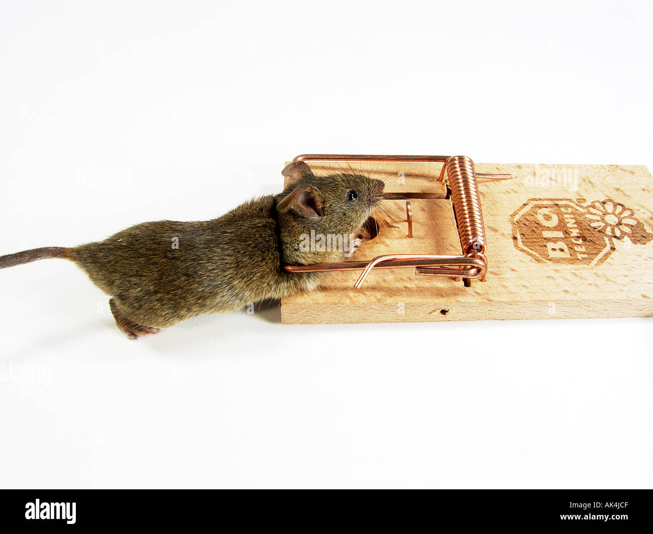 mouse in a mousetrap Stock Photo - Alamy