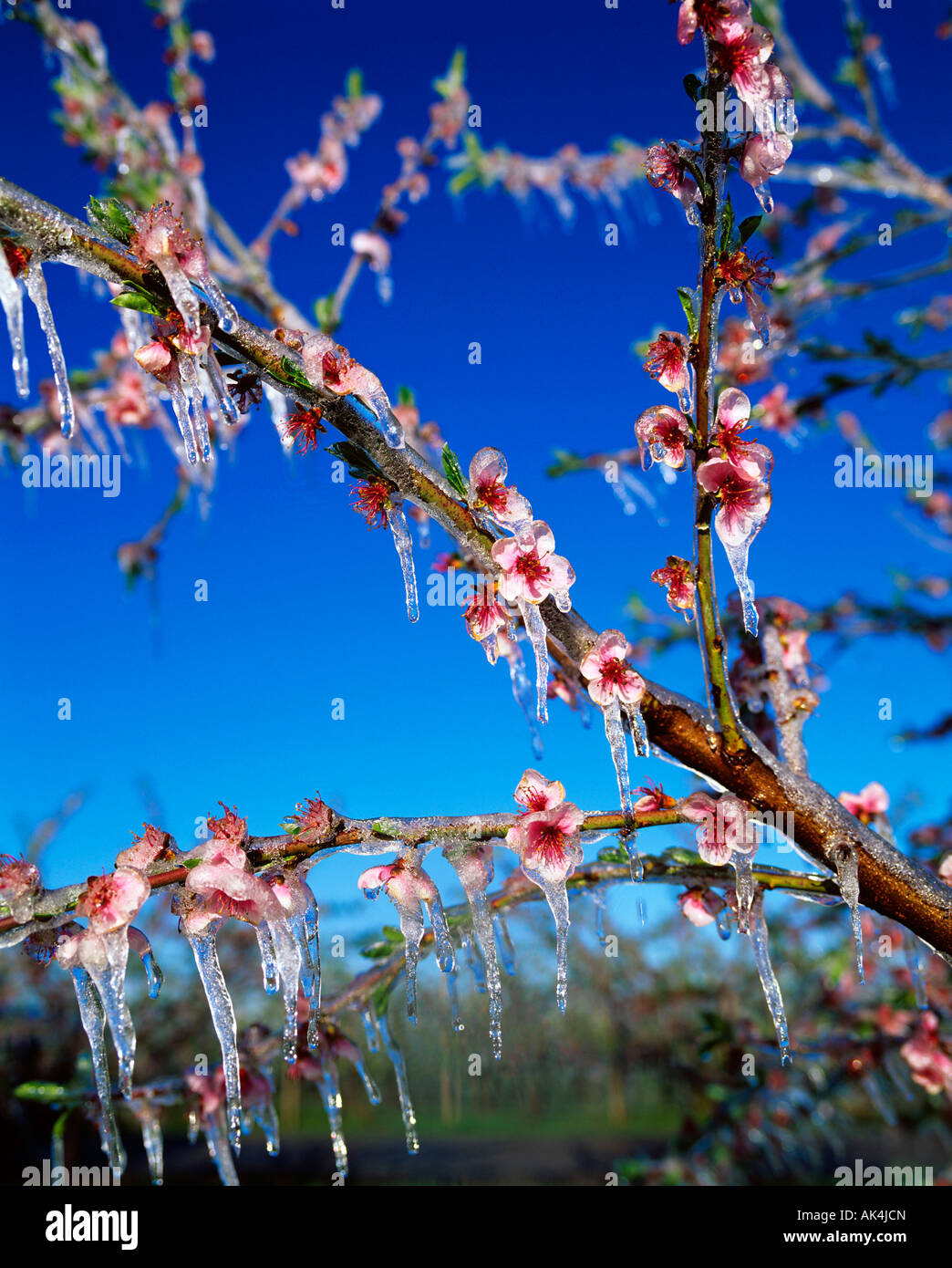 Peach ice hi-res stock photography and images - Alamy