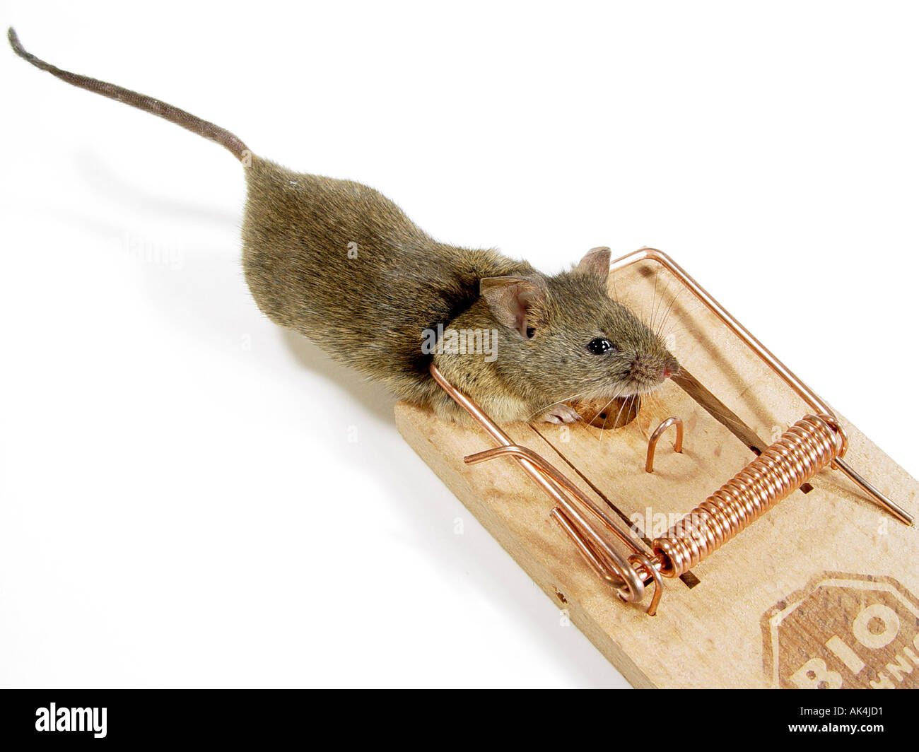mouse in a mousetrap Stock Photo - Alamy
