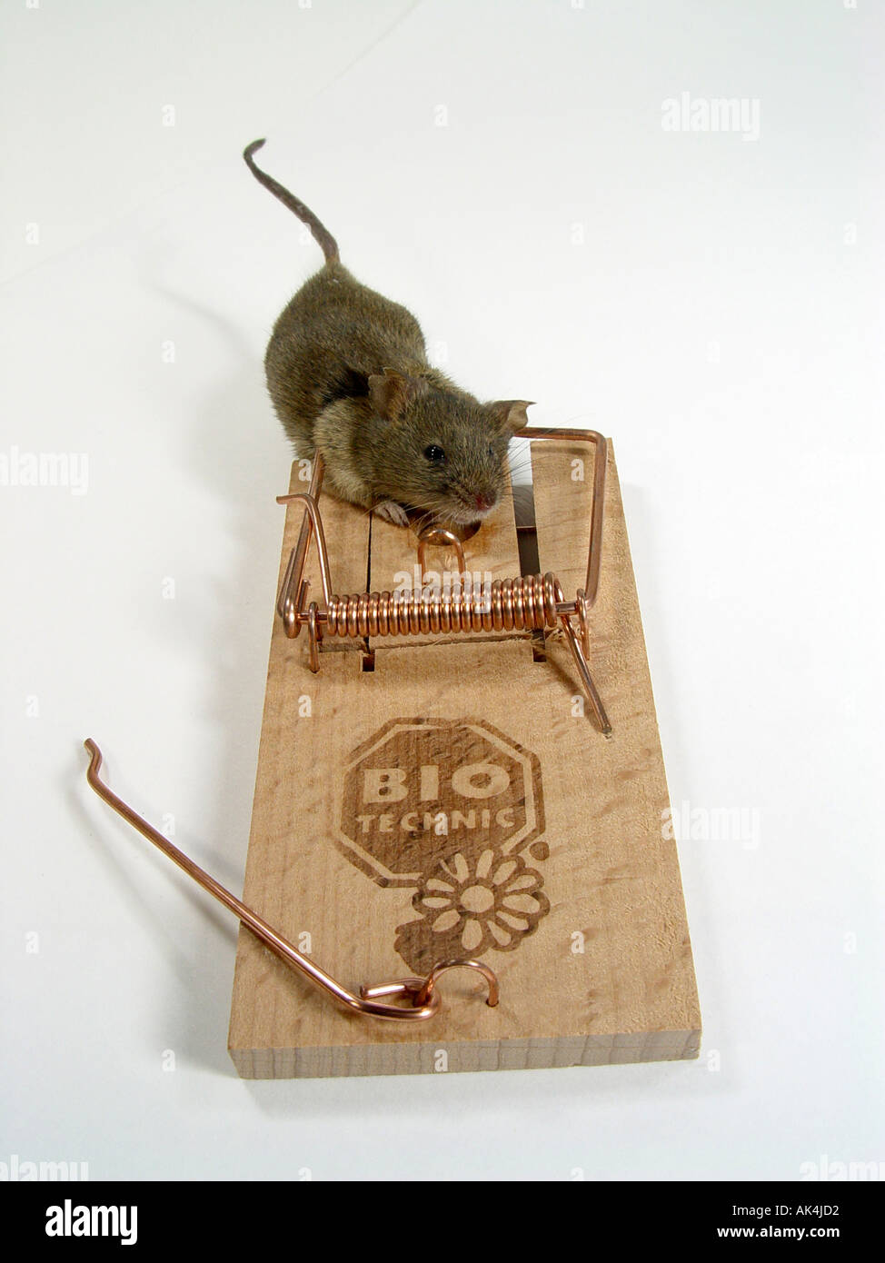 mouse in a mousetrap Stock Photo - Alamy