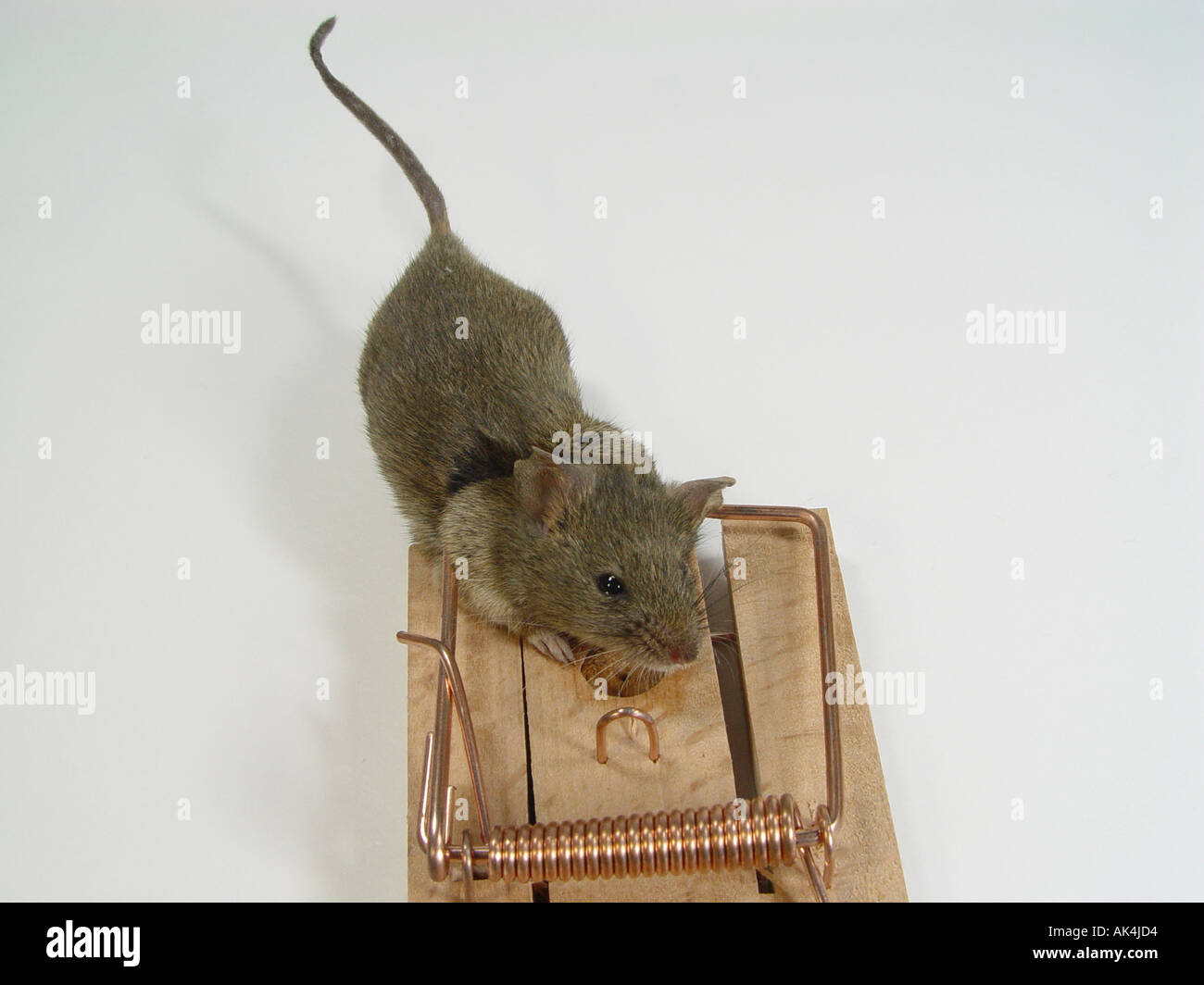 mouse in a mousetrap Stock Photo - Alamy