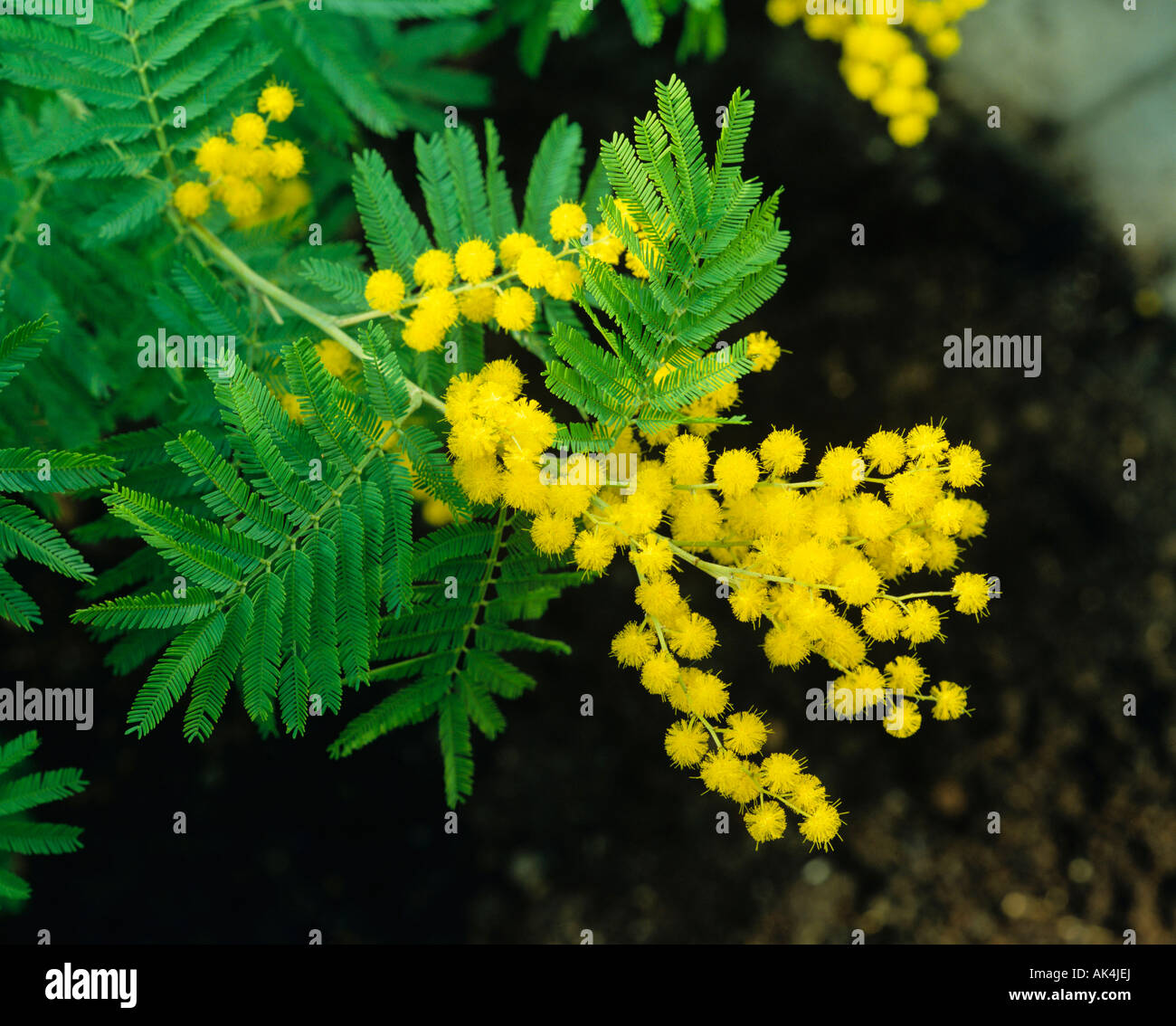 Silver wattle acacia dealbata blooming hi-res stock photography and ...