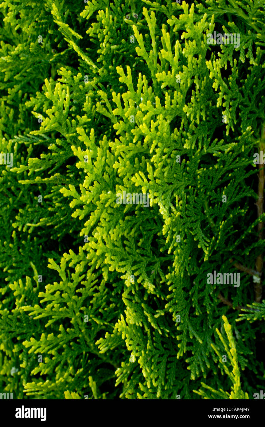 Arborvitae / Red Cedar Stock Photo - Alamy