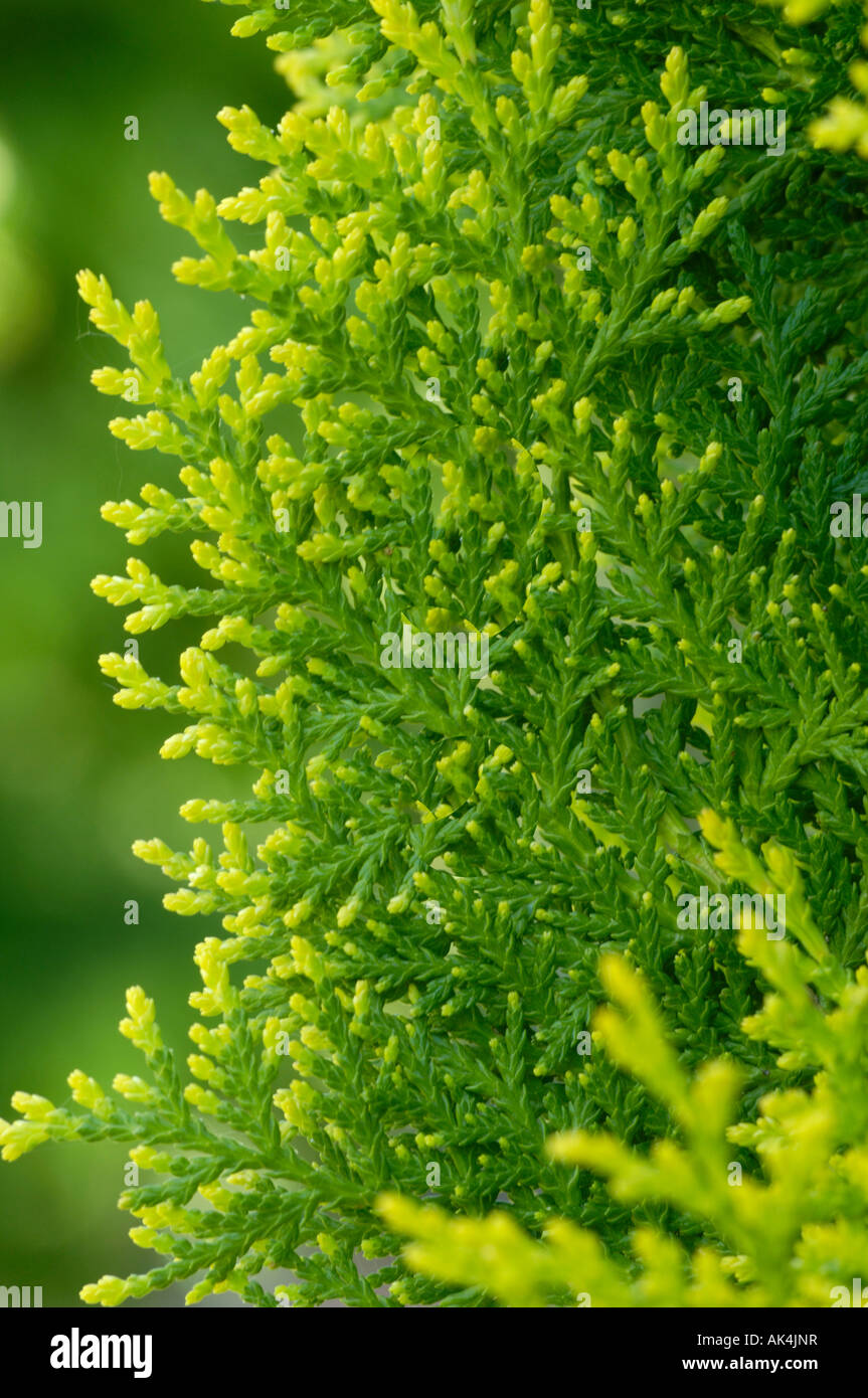 Arborvitae / Red Cedar Stock Photo - Alamy