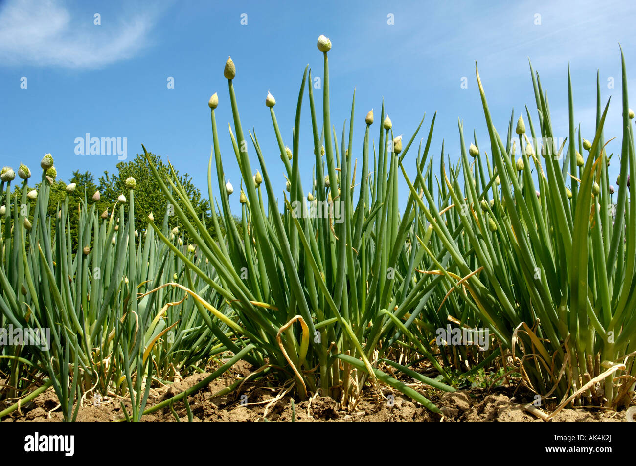 Welsh Onion / Spring Onion Stock Photo - Alamy