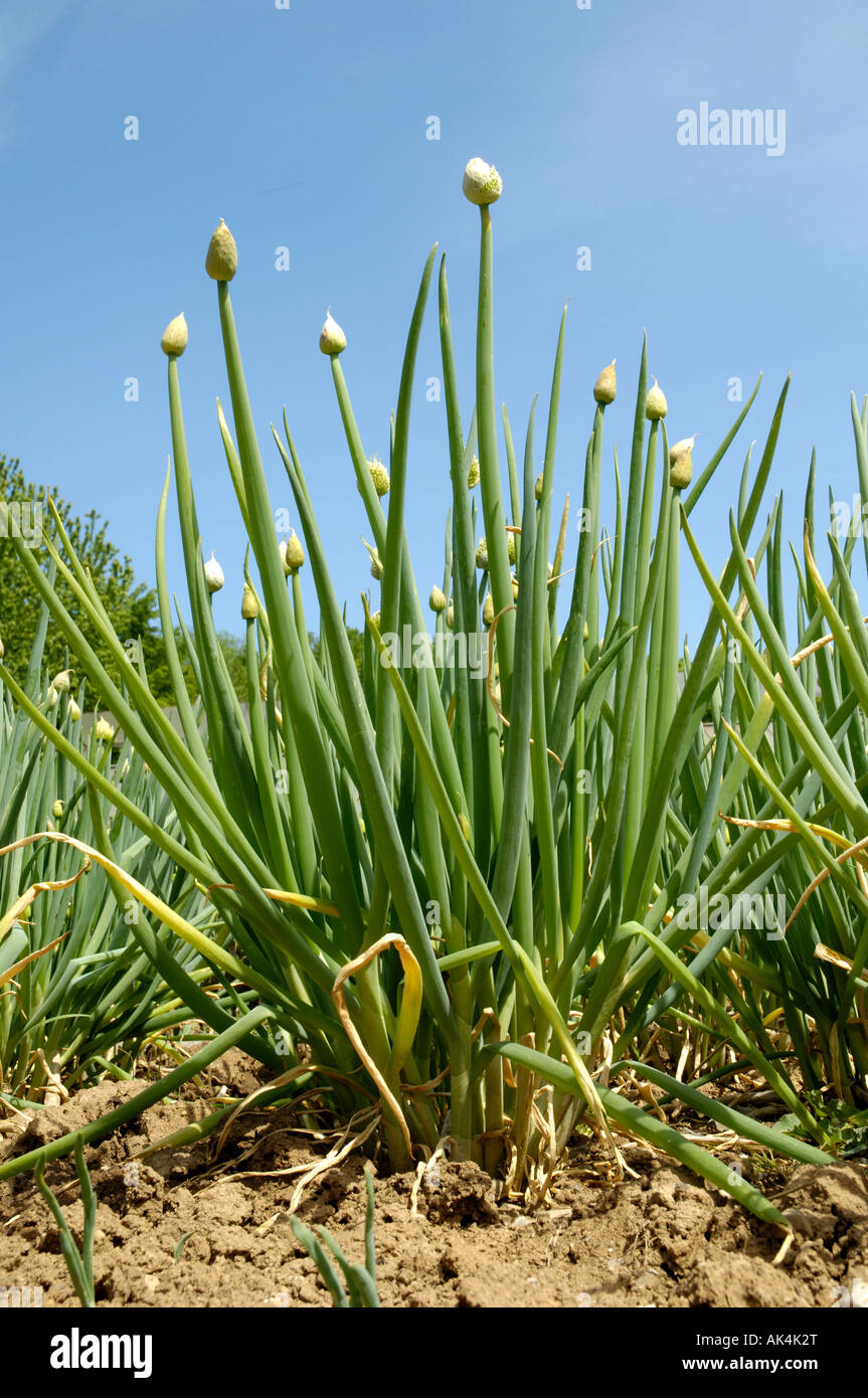 Welsh Onion / Spring Onion Stock Photo - Alamy