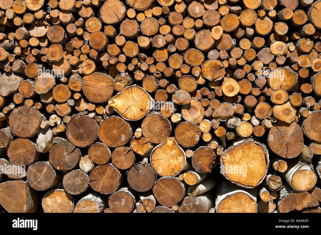 Cut tree trunks Stock Photo - Alamy