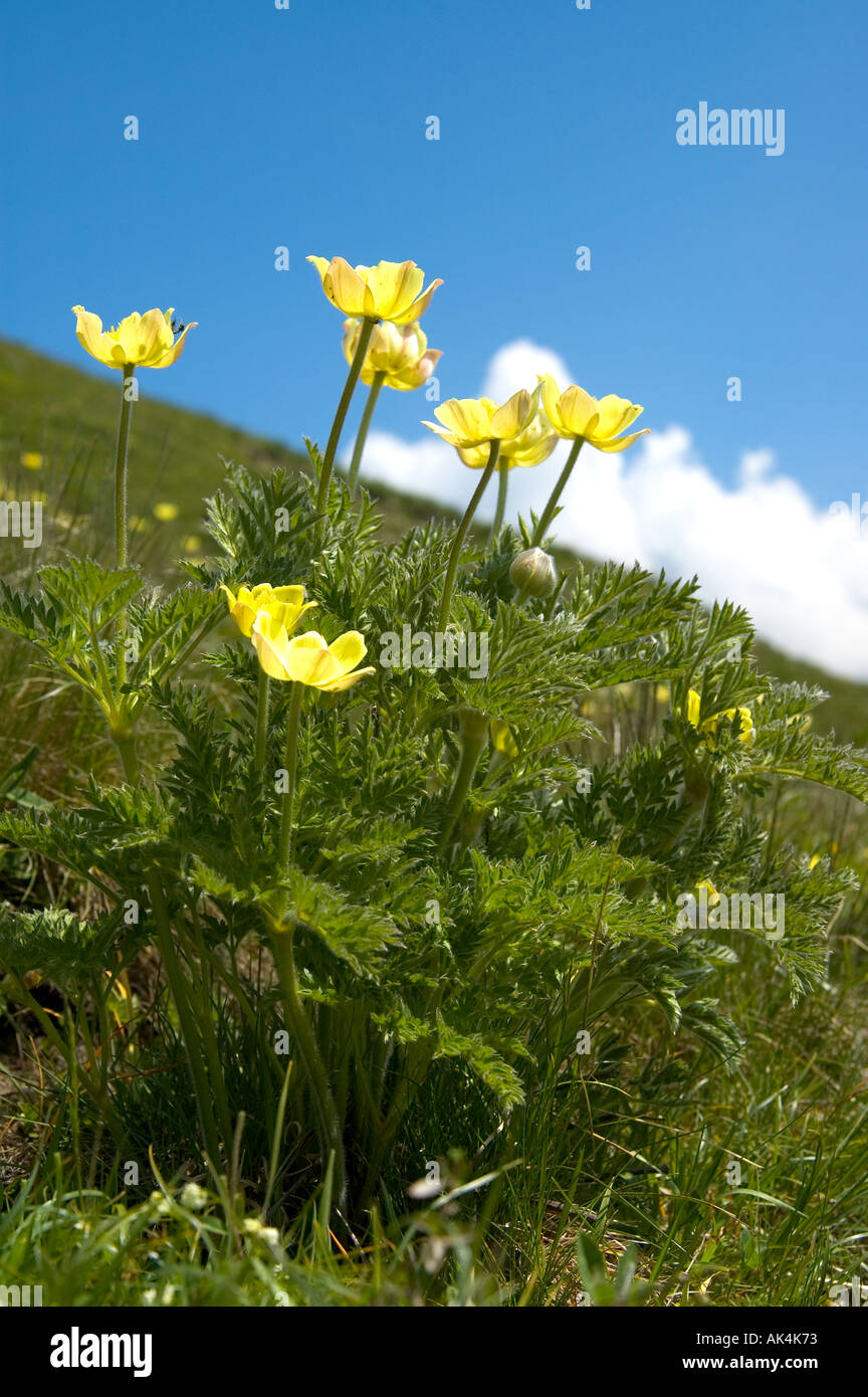 Alpine Pasque Flower Pulsatilla alpina subsp apiifolia Valais ...