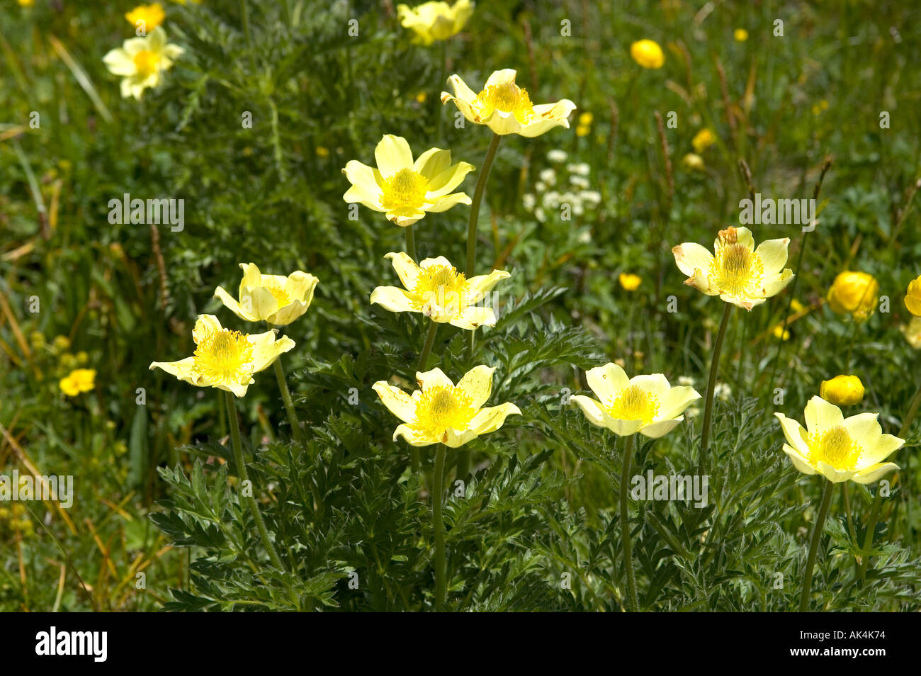 Alpine Pasque Flower Pulsatilla alpina subsp apiifolia Valais ...