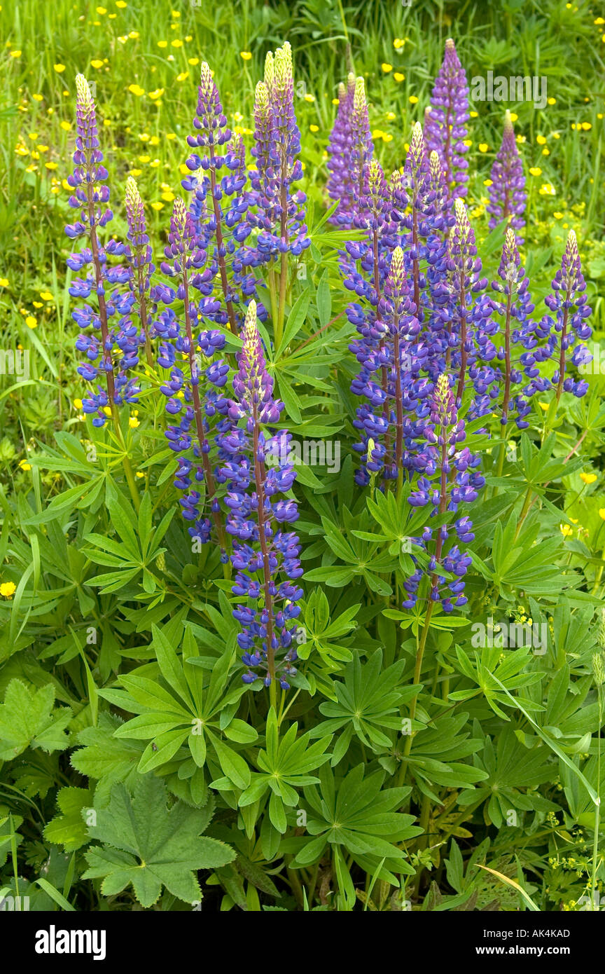 Lupin lupinus spec hi-res stock photography and images - Alamy