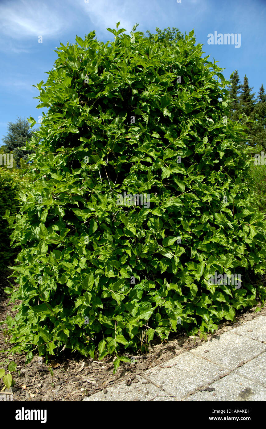 Cornus mas hedge hi-res stock photography and images - Alamy