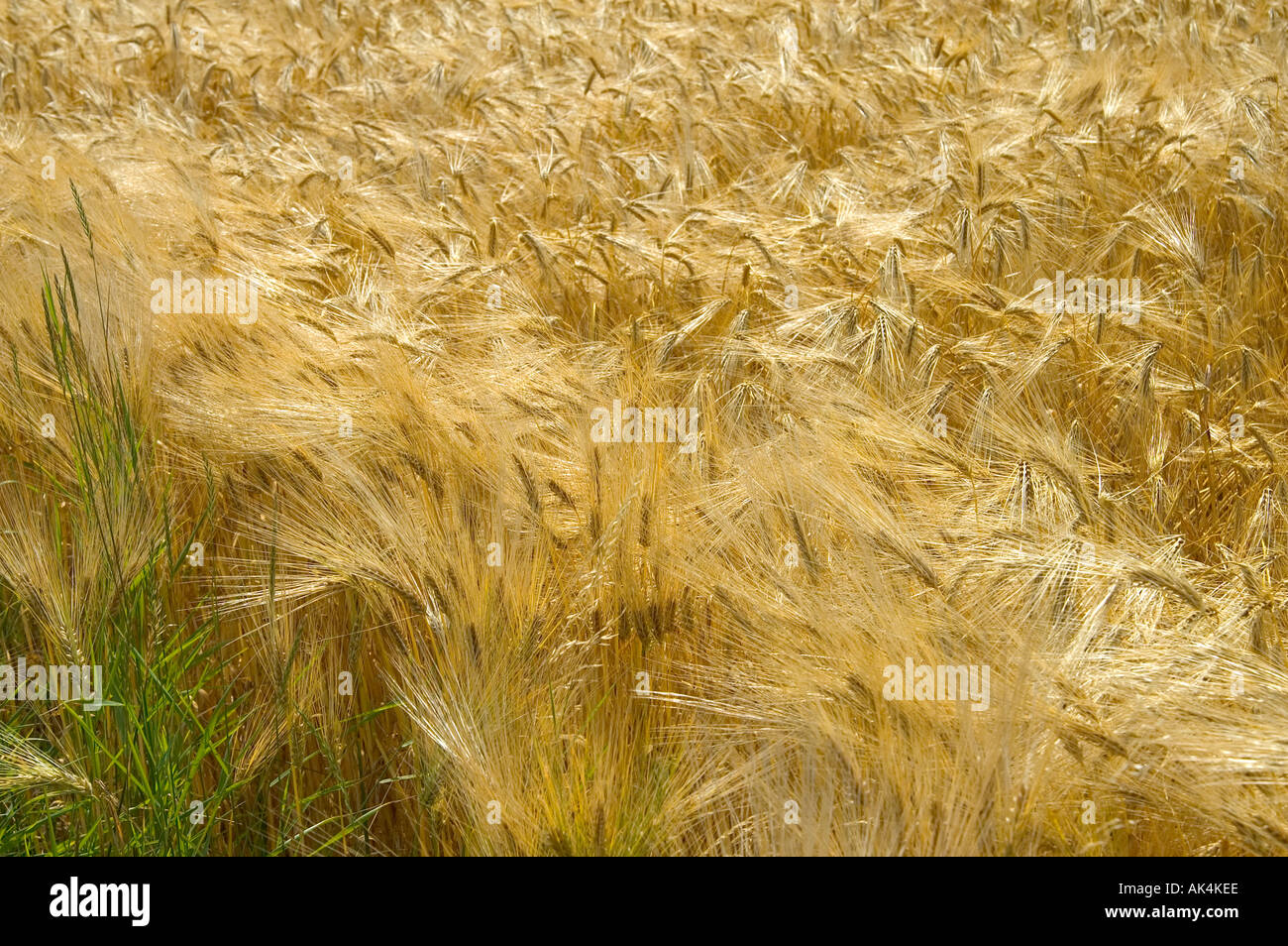 Barley awns hi-res stock photography and images - Alamy