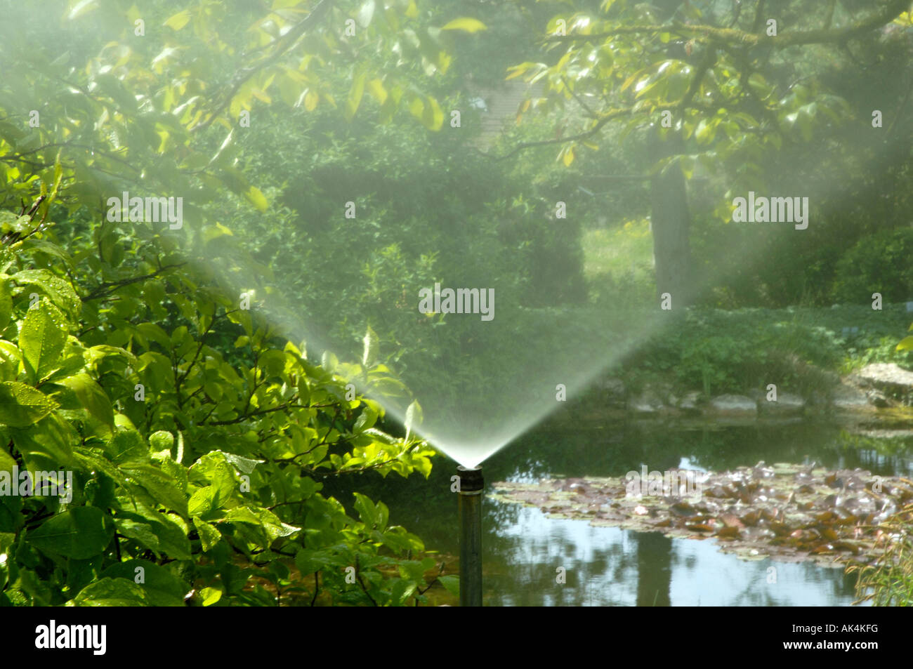 Springler hi-res stock photography and images - Alamy