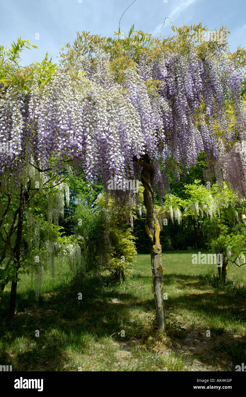 Wisteria chinensis hi-res stock photography and images - Alamy