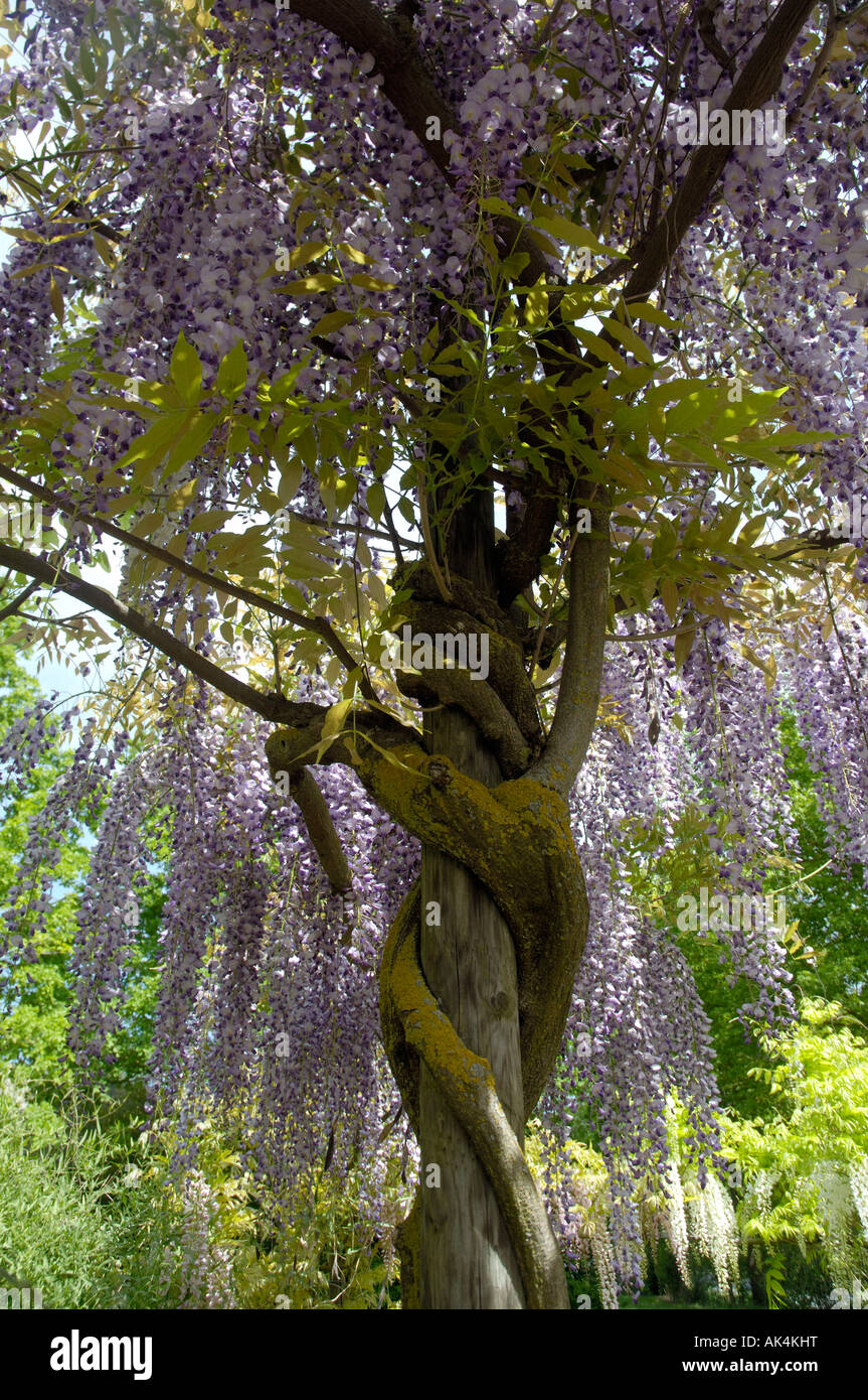 Wisteria chinensis hi-res stock photography and images - Alamy