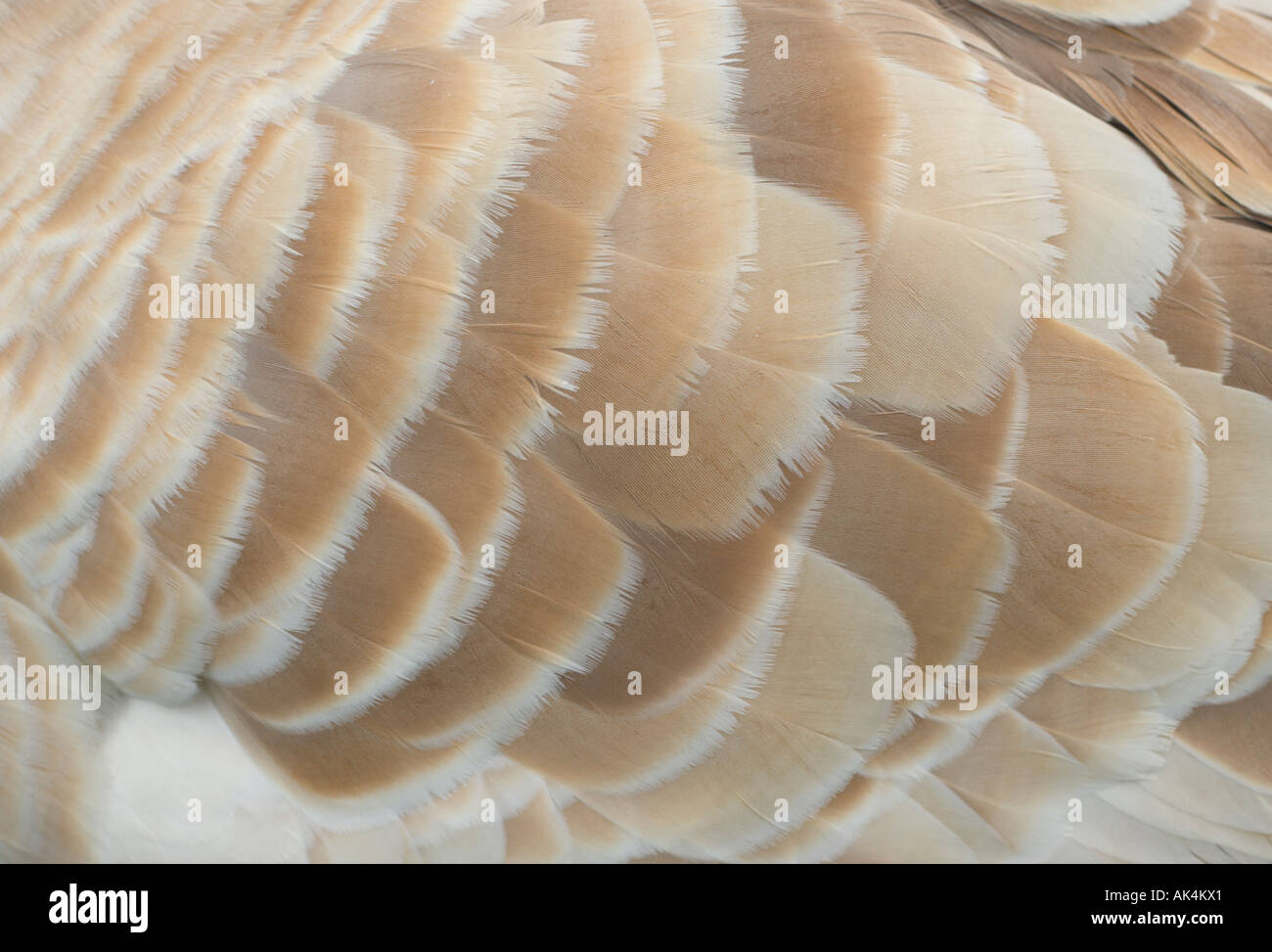 Feather of Western Greylag goose Anser anser anser Stock Photo - Alamy