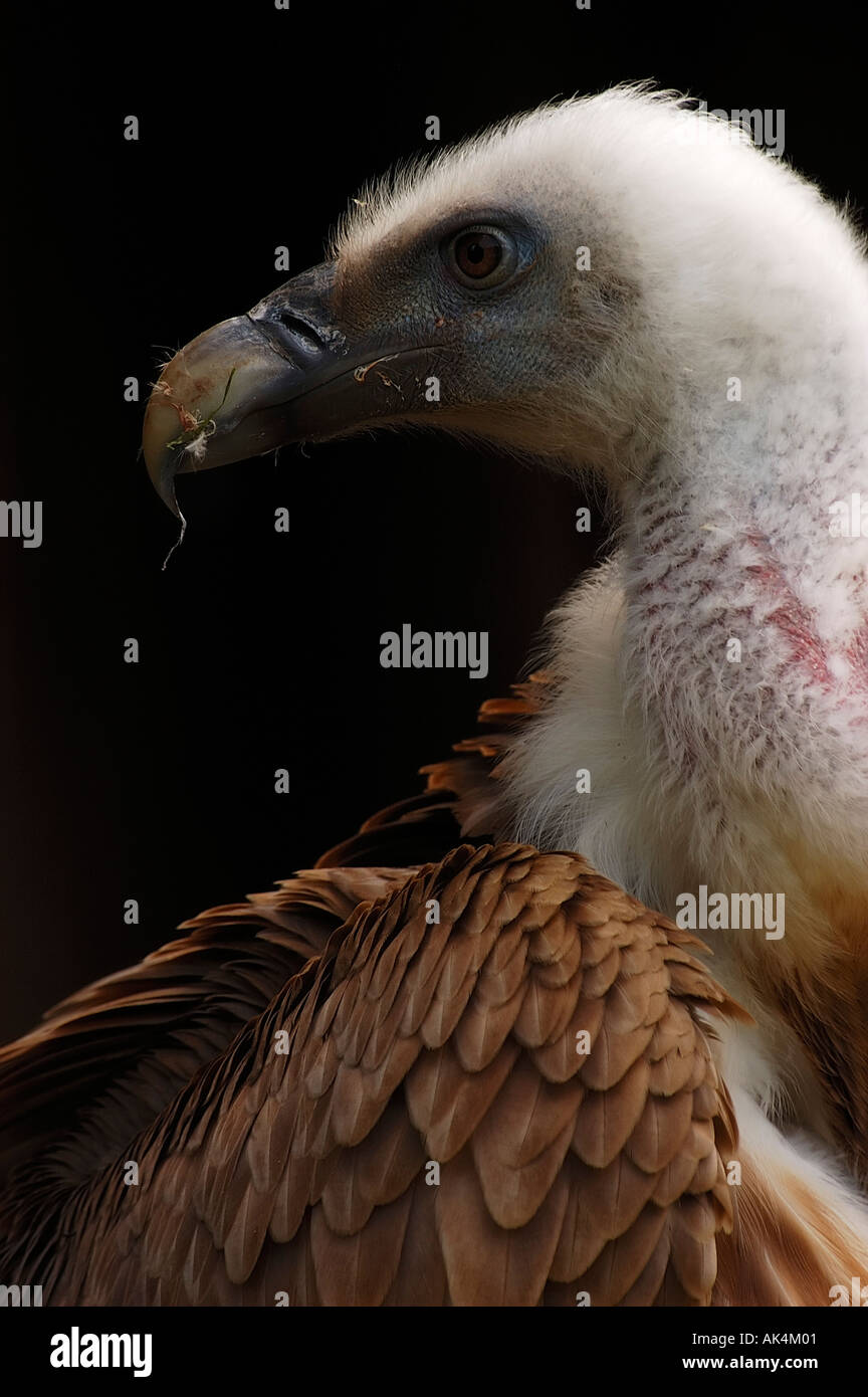 head of an griffon vulture profile Stock Photo - Alamy