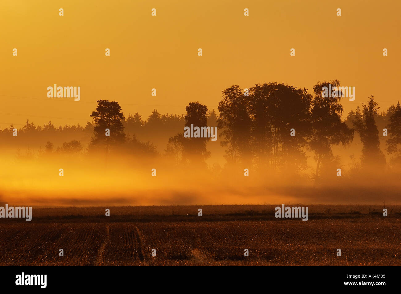veil of mist wraping arround trees at sunrise Stock Photo - Alamy