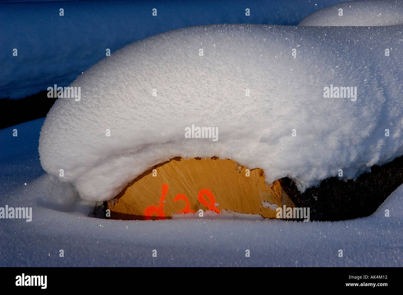 snow covered tree trunk lying in the snow Stock Photo - Alamy