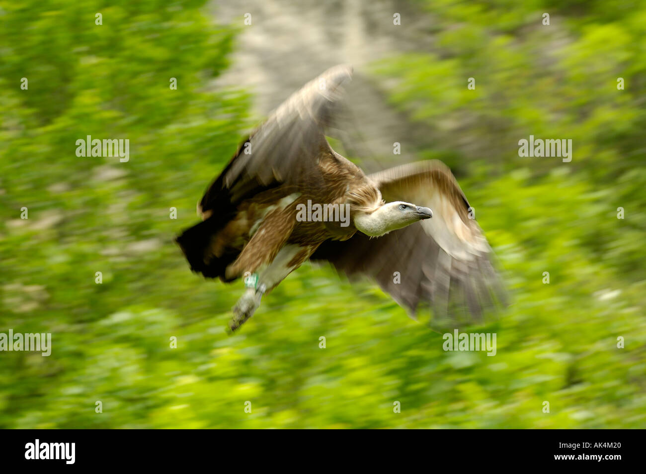 Motion blur animals hi-res stock photography and images - Alamy