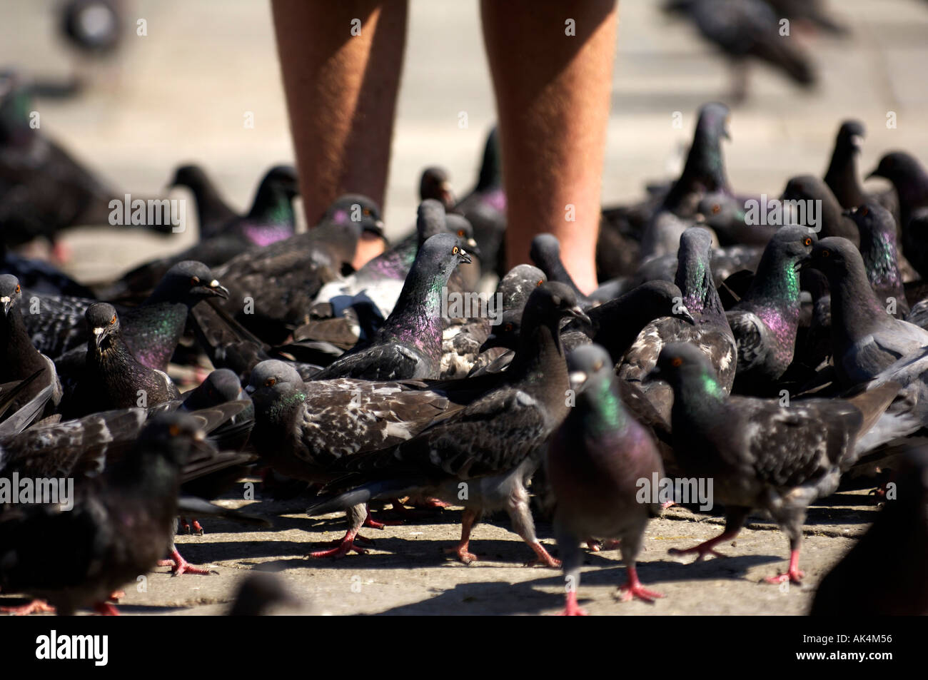 two legs between lots of doves Stock Photo - Alamy