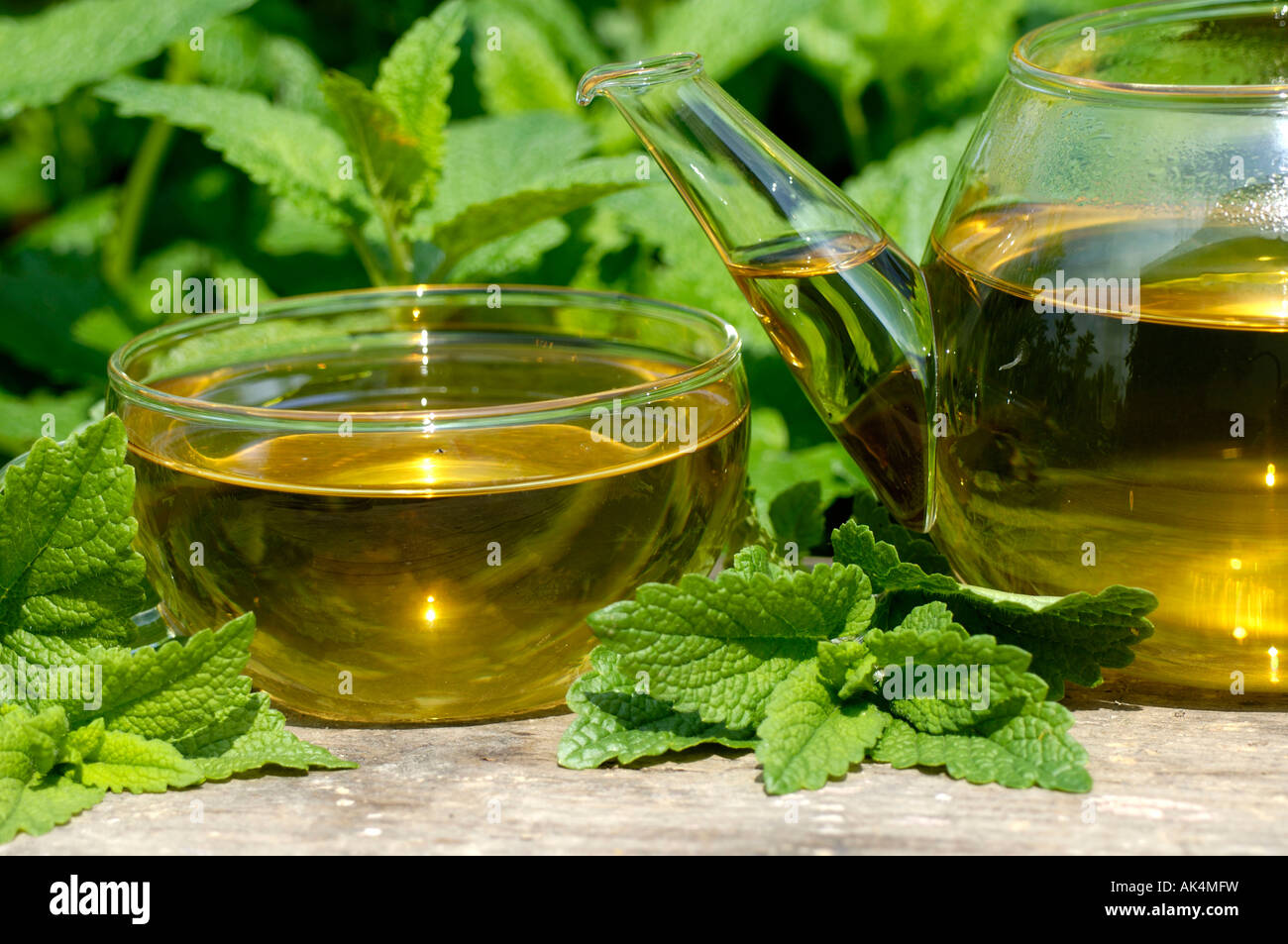 Lemon Balm / Sweet Balm Stock Photo - Alamy