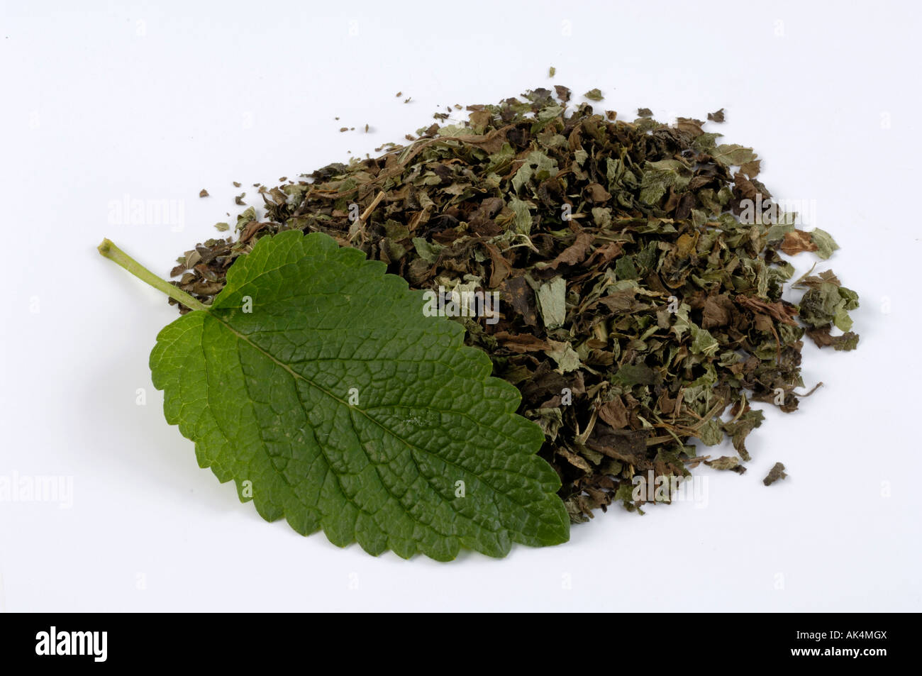 Lemon Balm / Sweet Balm Stock Photo - Alamy